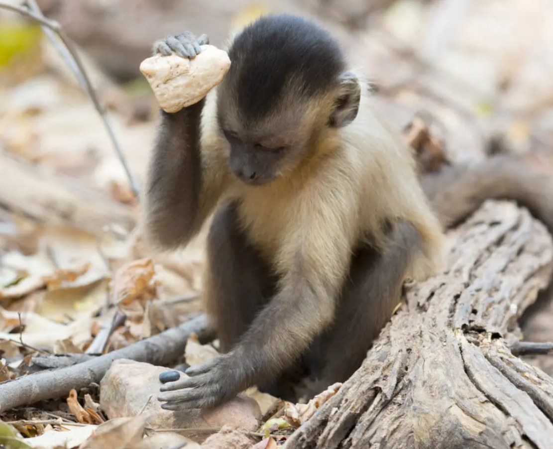 Affordance Imagination Dictionary | Project page for physical ...